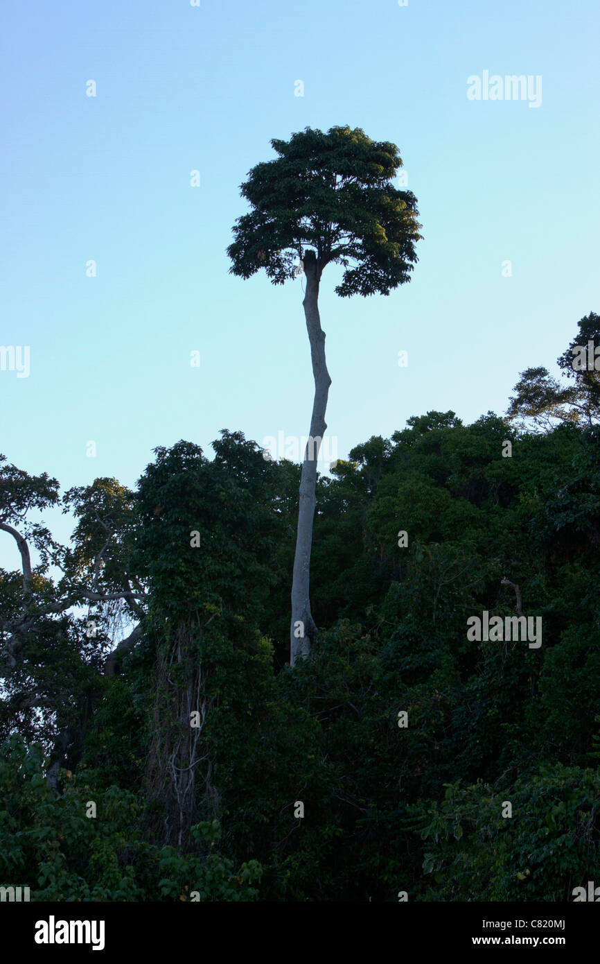 Madagascar tree hi-res stock photography and images - Alamy