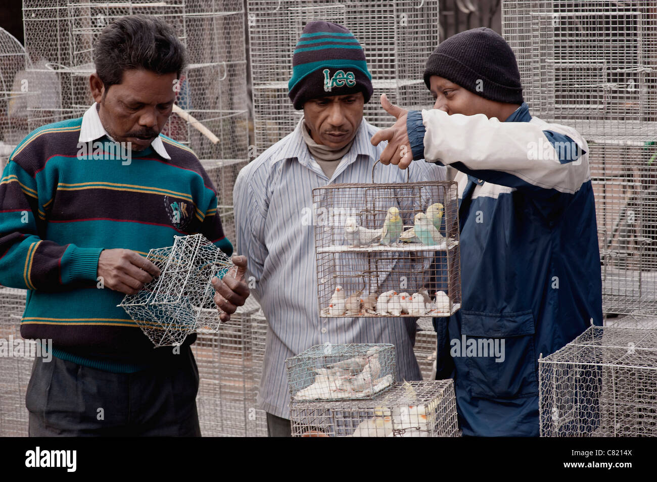 Aviary Birds Market scene Stock Photo - Alamy