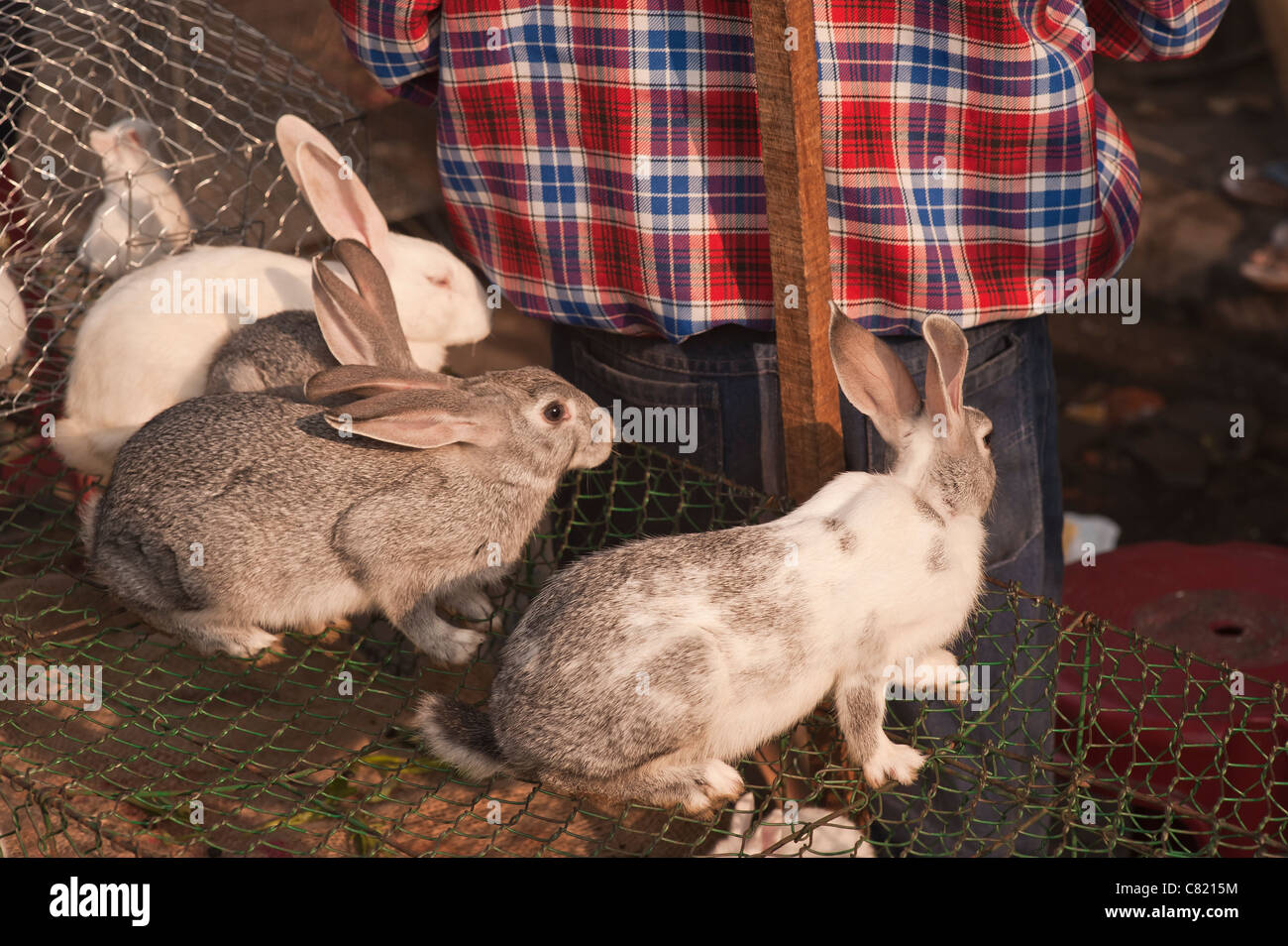 White rabbits hi-res stock photography and images - Alamy