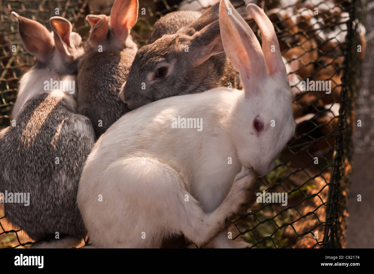 Cramped about the space hi-res stock photography and images - Alamy