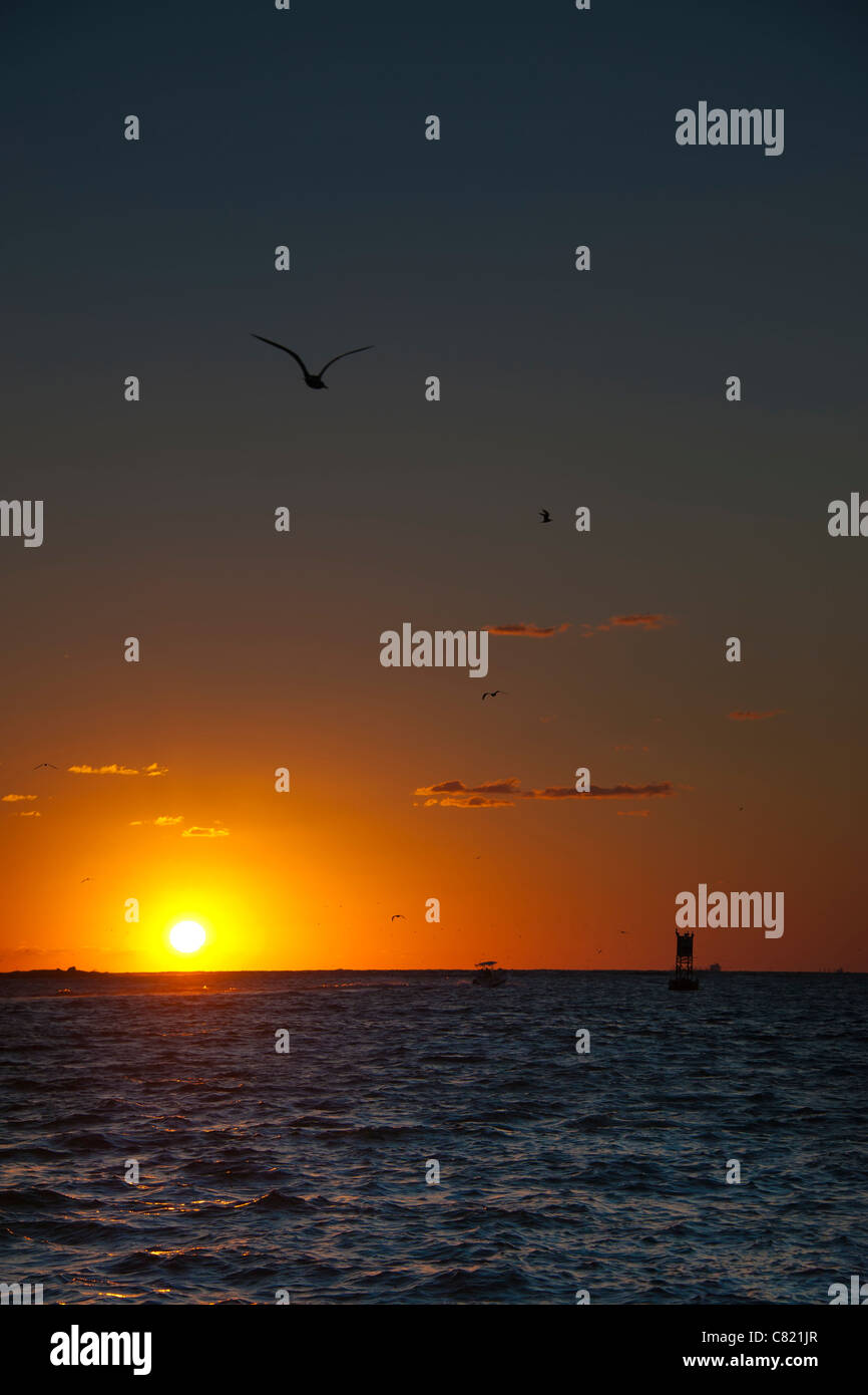Sunset at sea, seagulls flying Stock Photo - Alamy