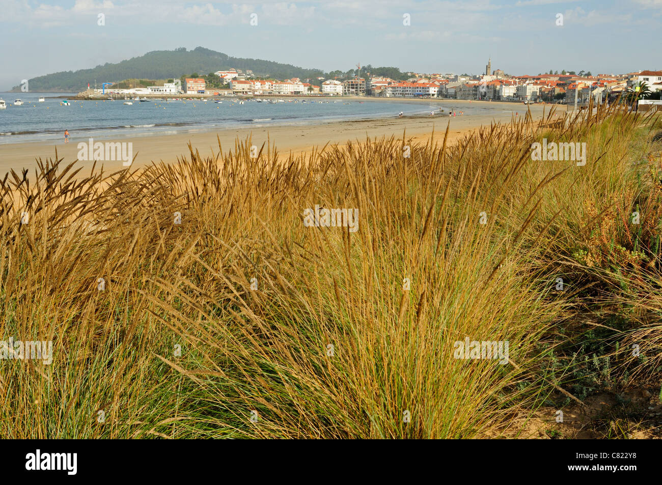 Sand dunes flora in Praia America beach. Nigran, Galicia, Spain Stock ...