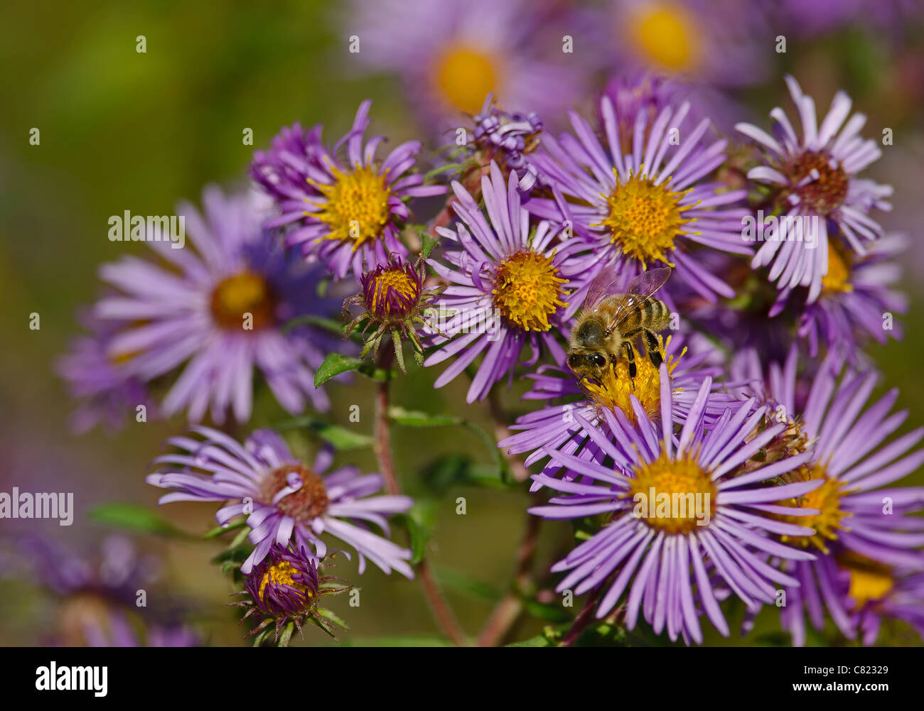 A honeybee forages for nectar amongst the Purple Aster flowers Stock ...