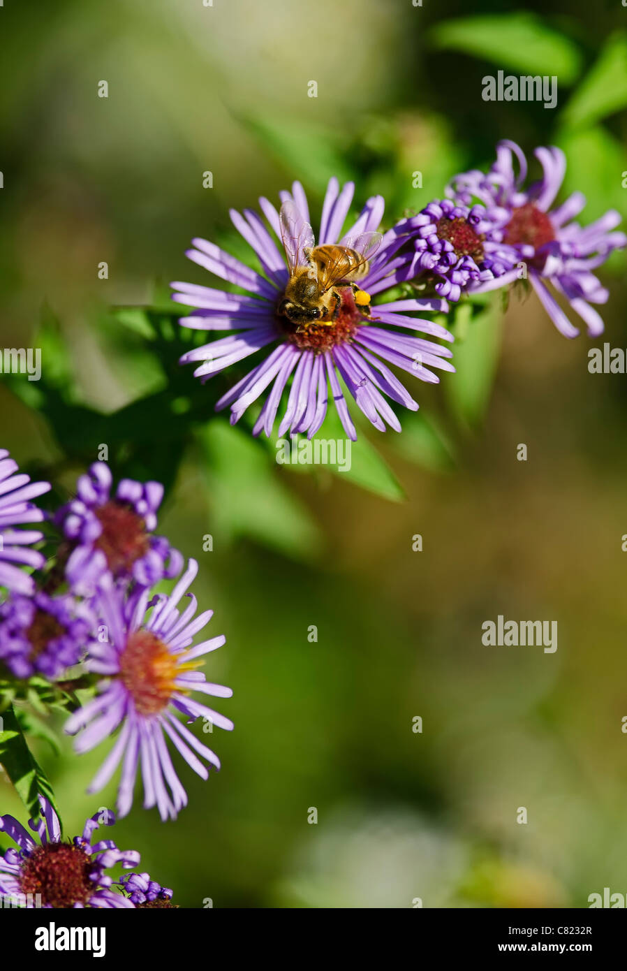 A honeybee forages for nectar amongst the Purple Aster flowers Stock ...