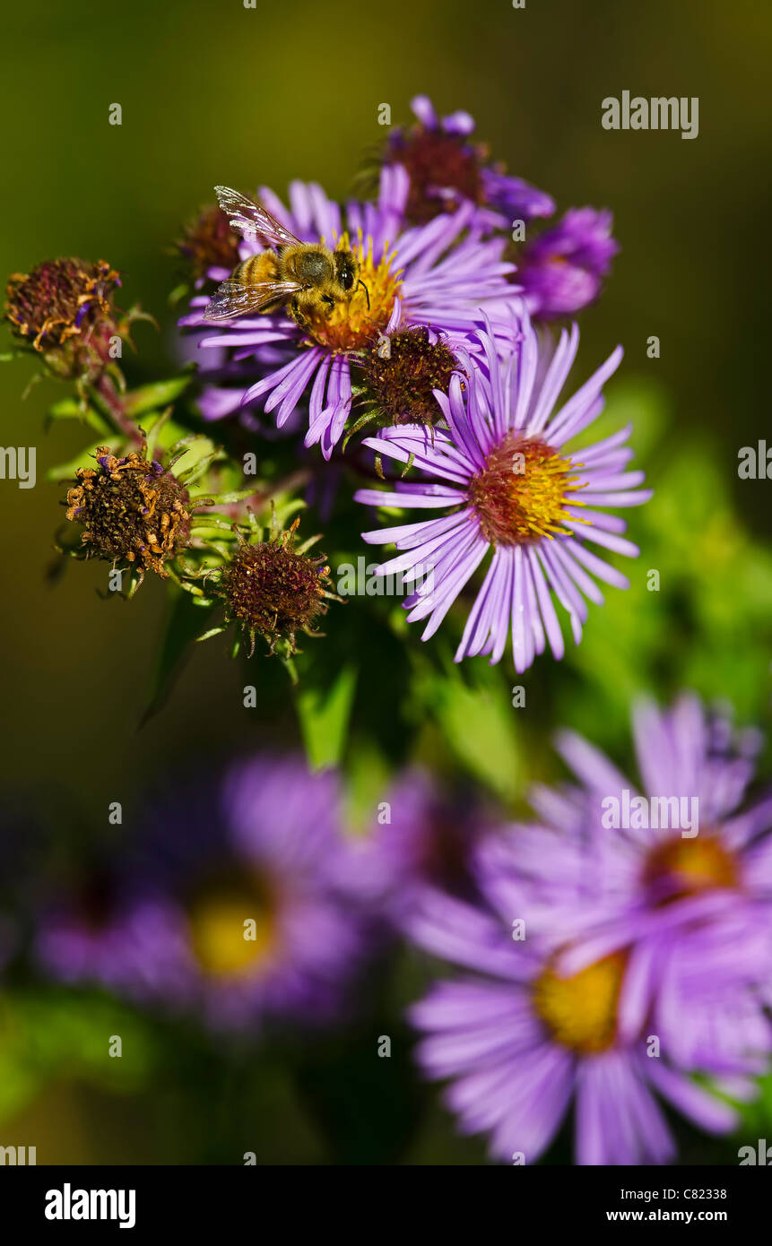 A honeybee forages for nectar amongst the Purple Aster flowers Stock ...
