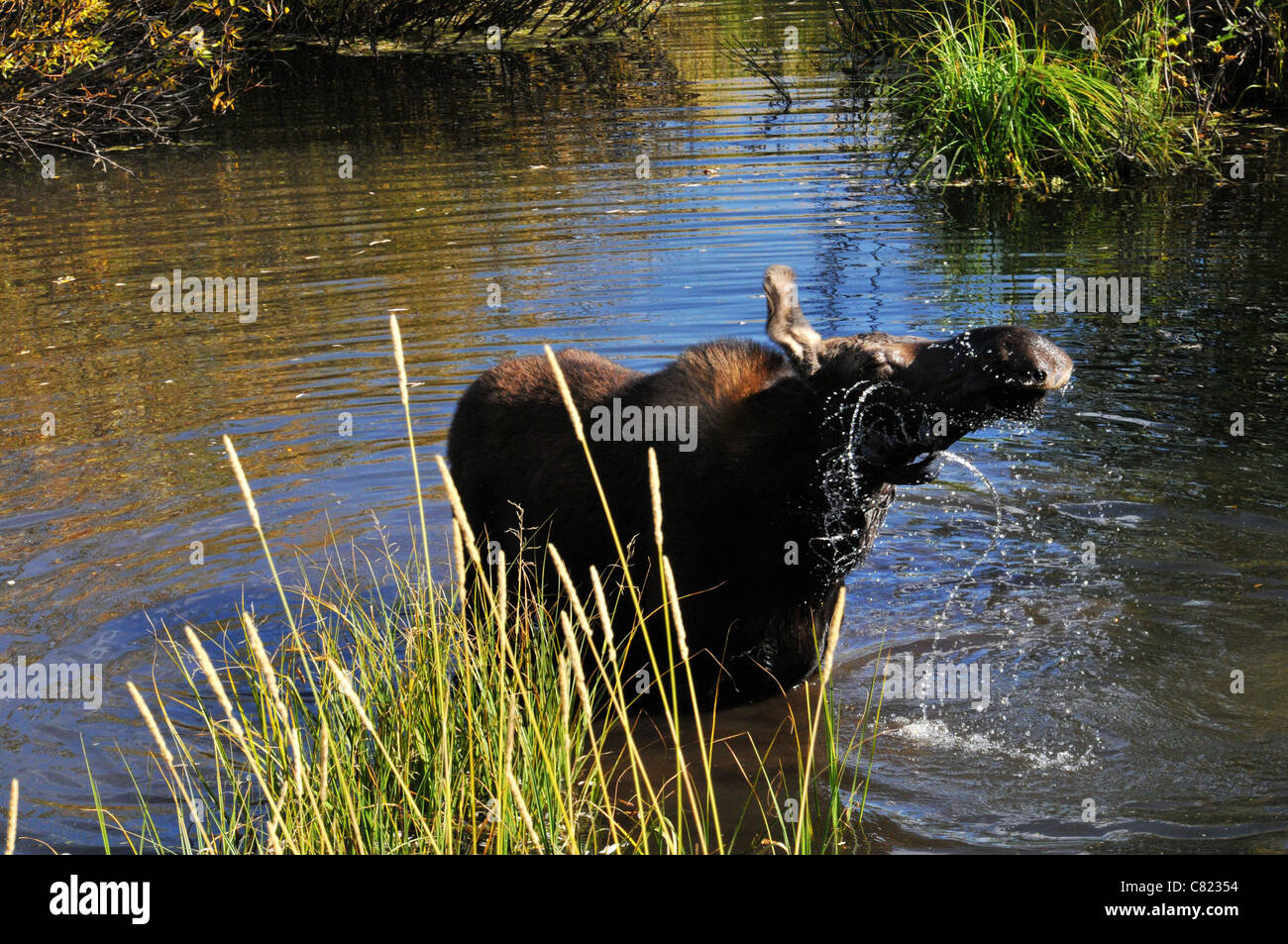 An up-close photograph of a cow moose shaking the water off after ...