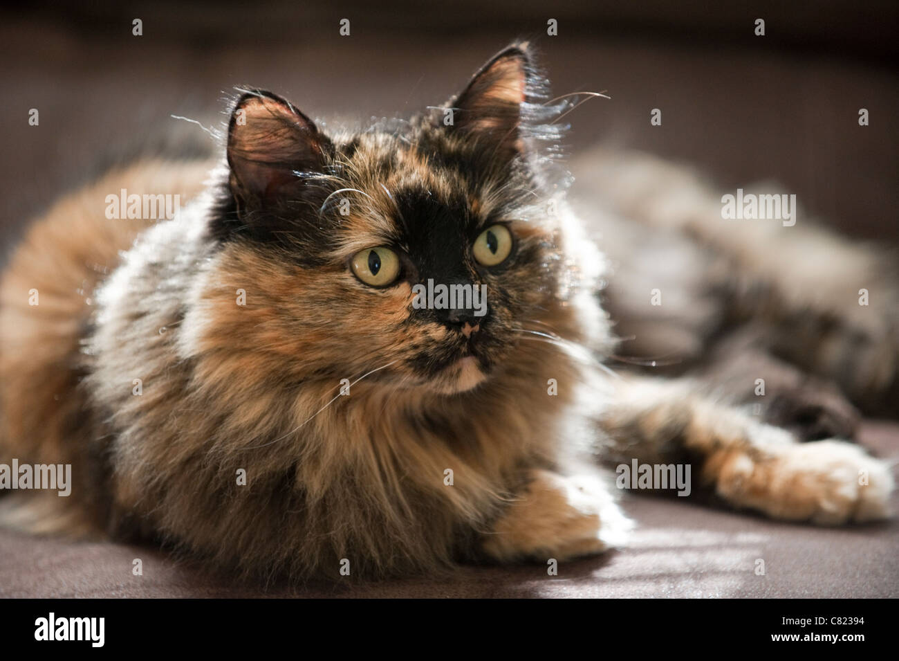 Tortise Shell Cats Types Of House