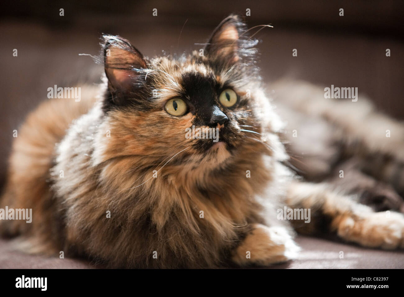 Tortoise shell cat hi-res stock photography and images - Alamy