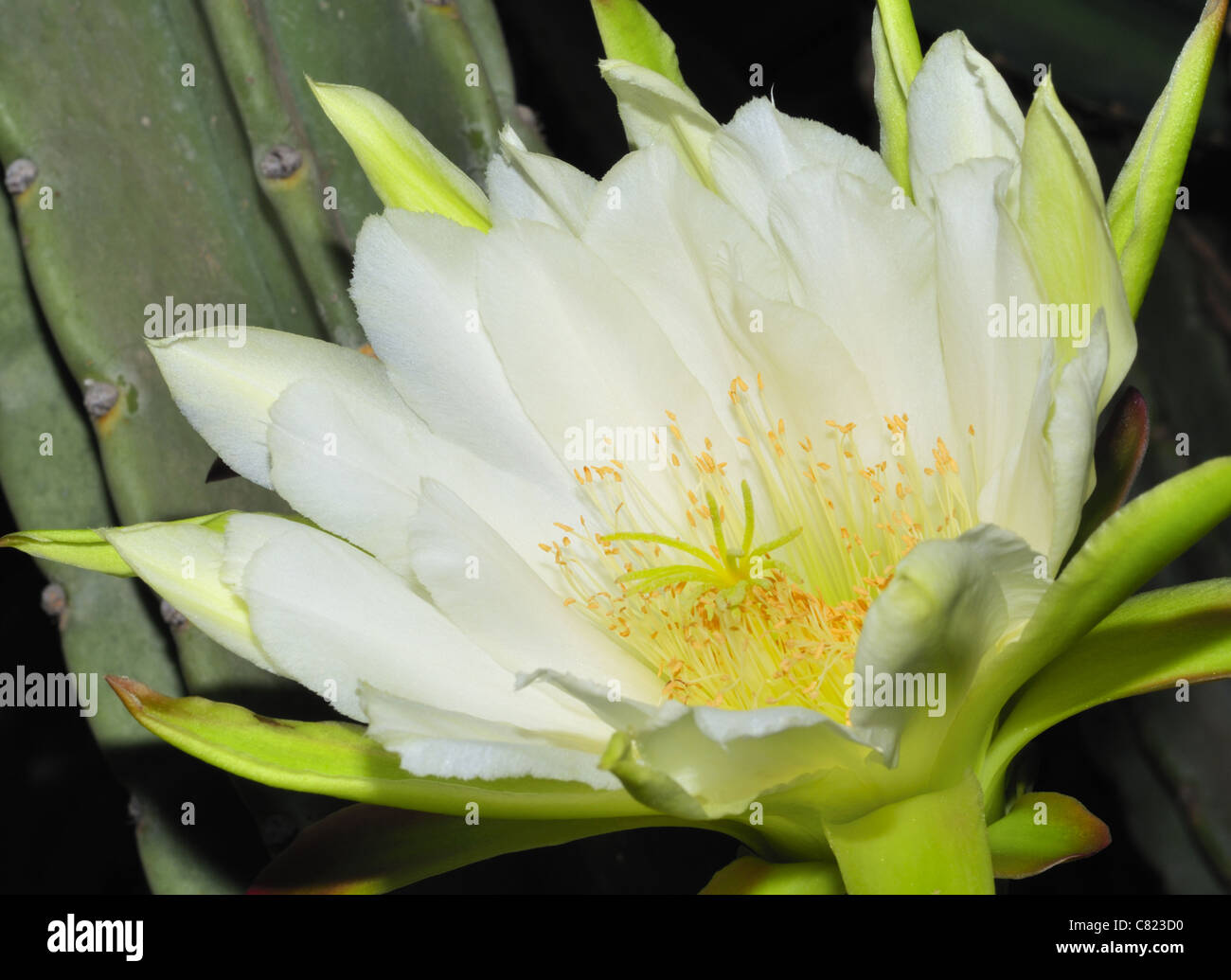 Cereus image hi-res stock photography and images - Alamy