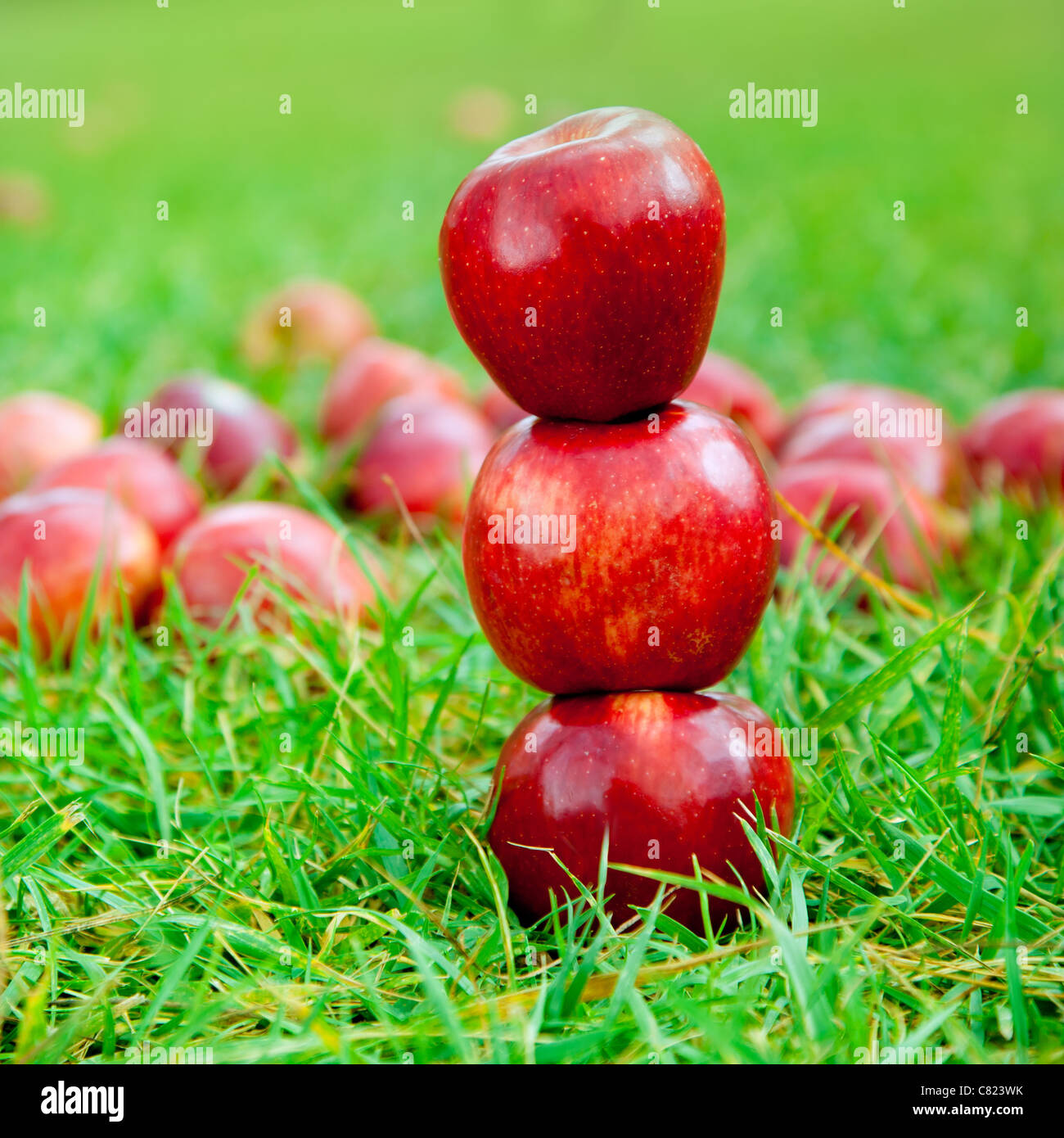 three red apples stacked in grass field with many in background Stock ...