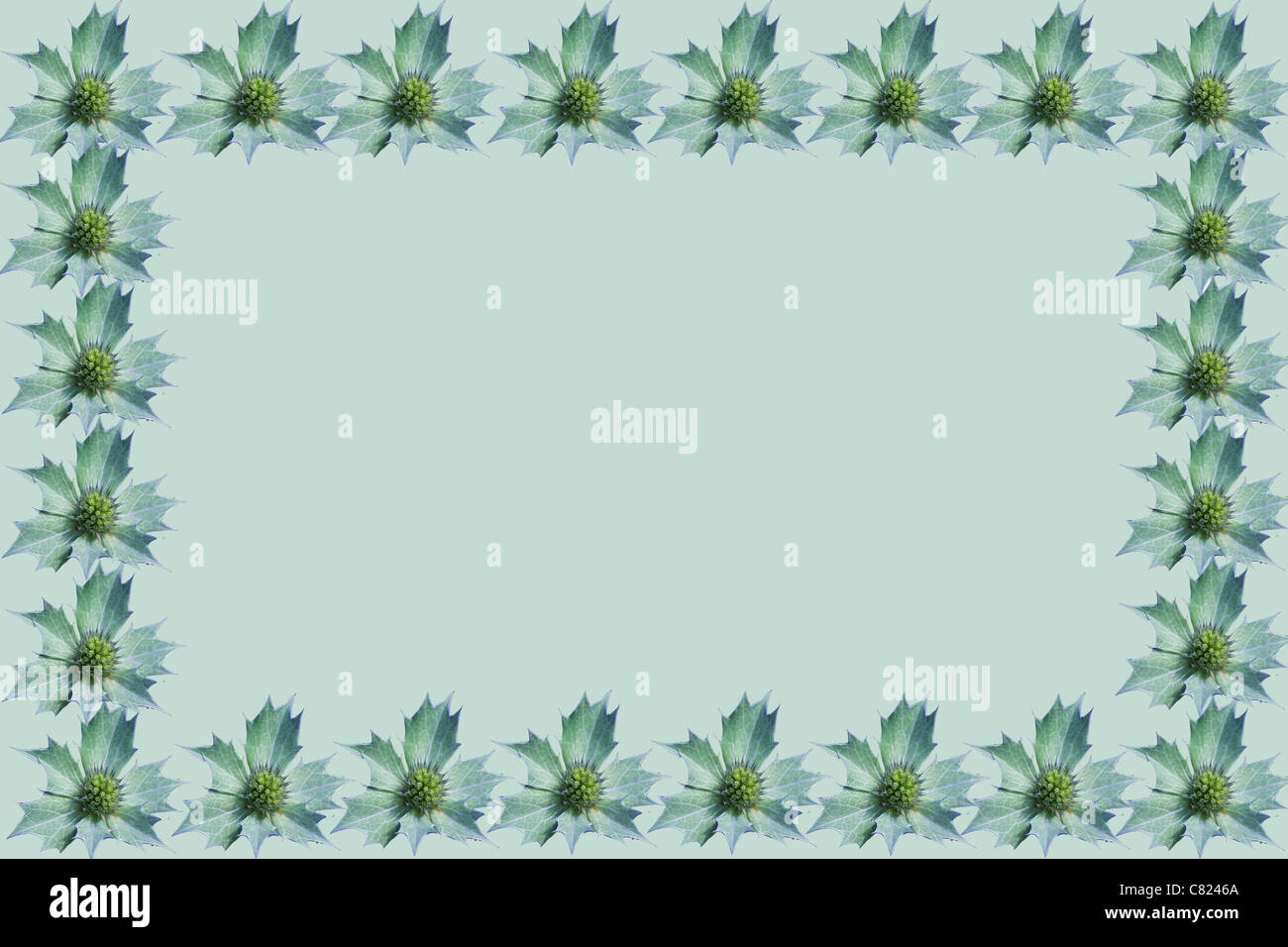 Christmas holly leaf frame Stock Photo - Alamy