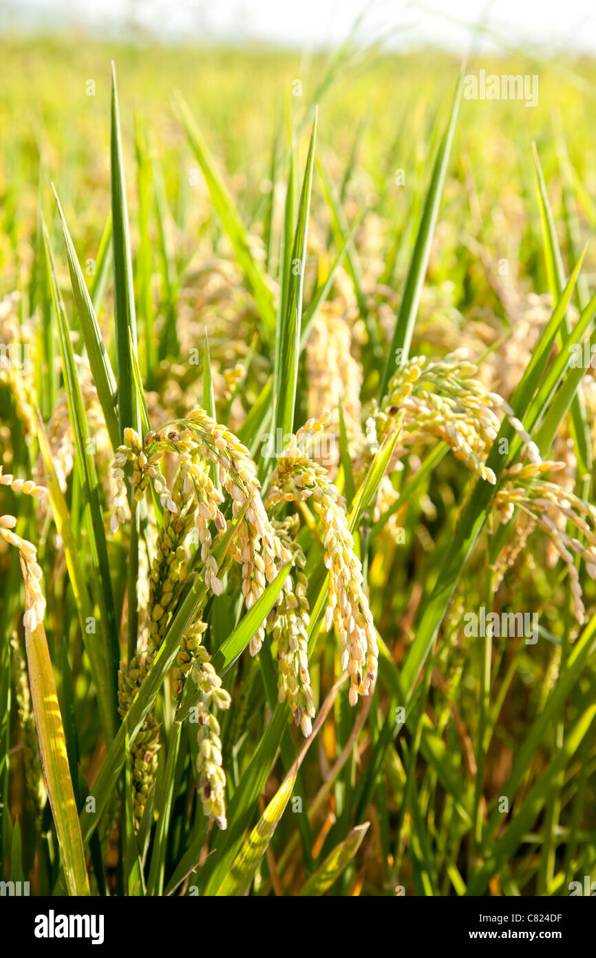 Ripe Rice Field High Resolution Stock Photography and Images - Alamy