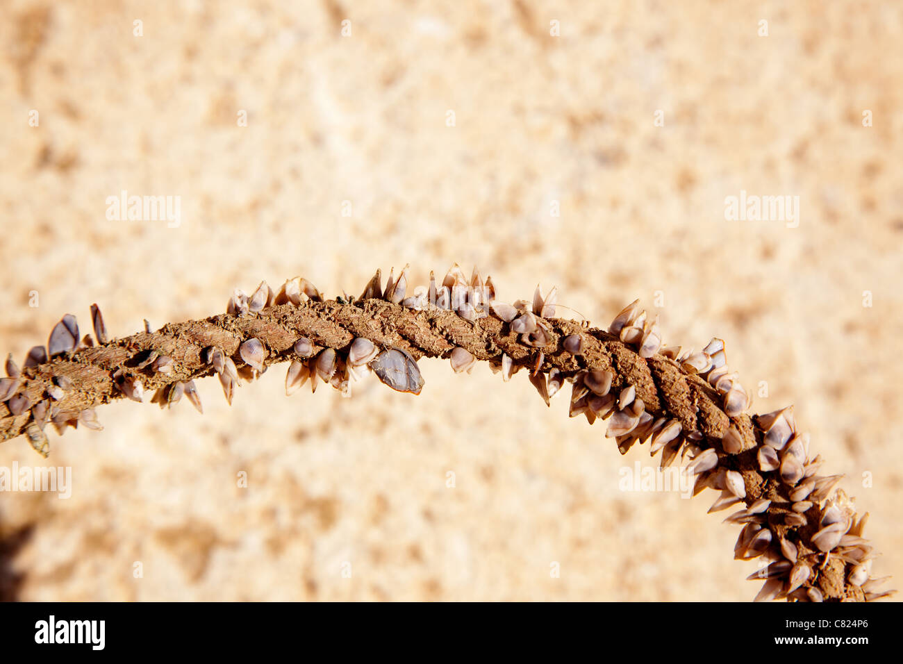 Barnacles growing in marine rope, sailor must be careful with hands ...