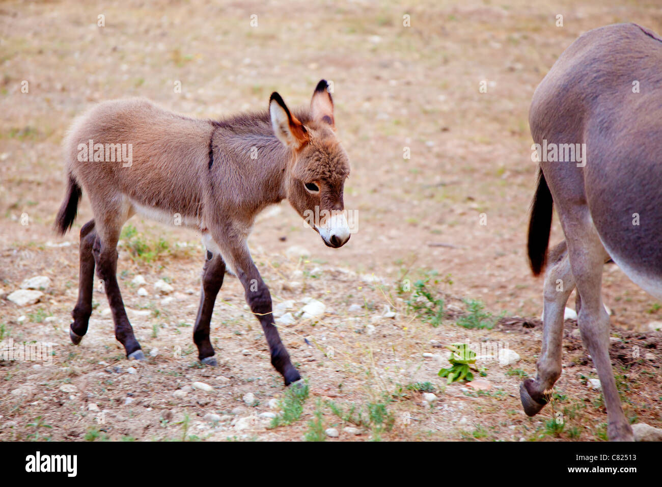 Baby donkey mule with mother in mediterranean Spain Stock Photo - Alamy