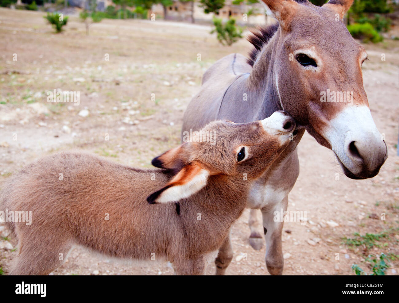 Baby donkey mule with mother in mediterranean Spain Stock Photo - Alamy