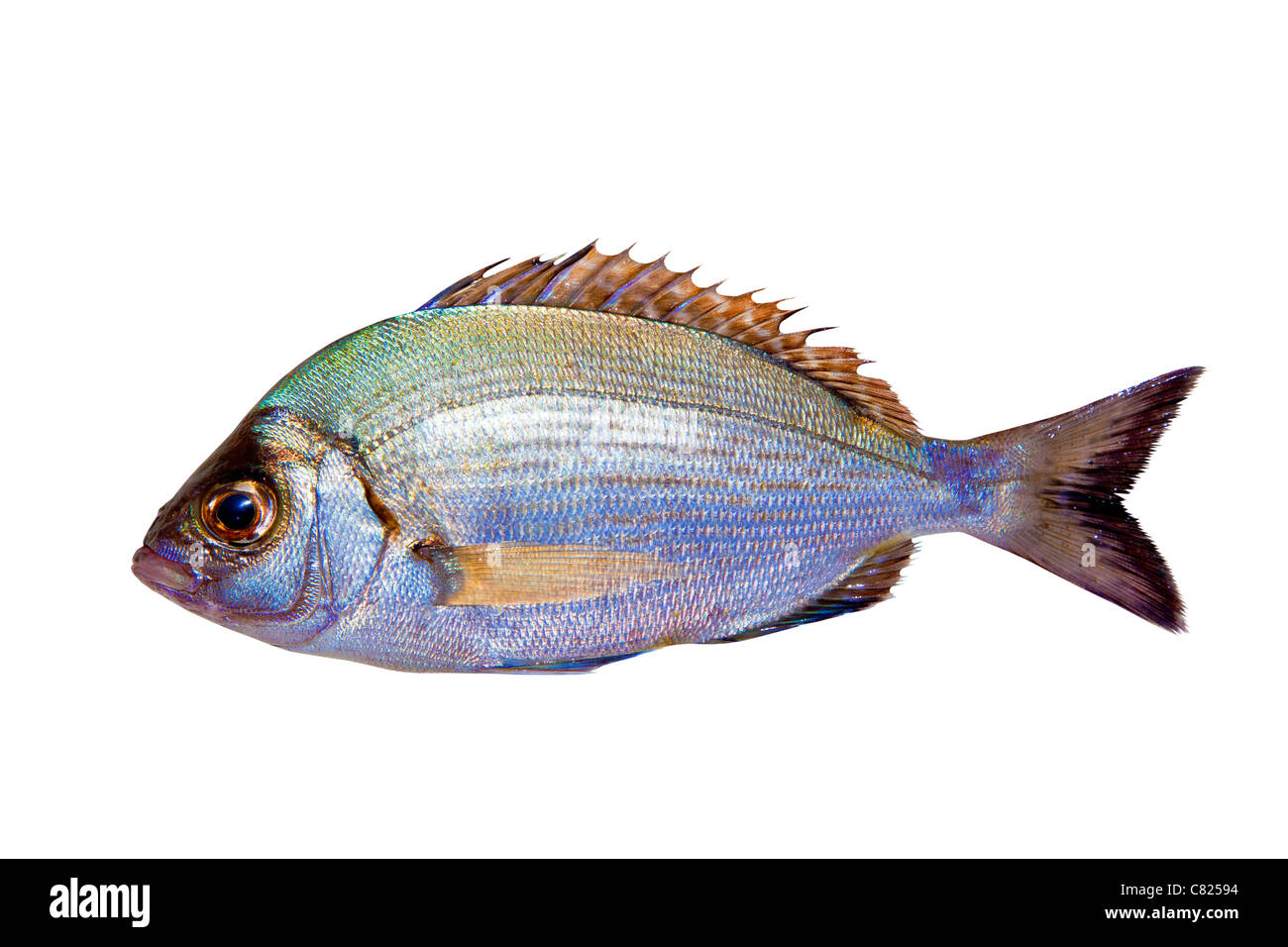Golden sea bream hi-res stock photography and images - Alamy