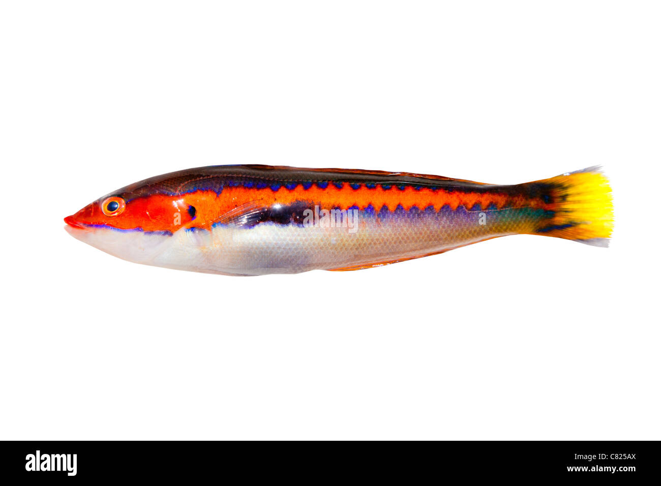 coris julis fish Rainbow Wrasse from Mediterranean isolated on white ...