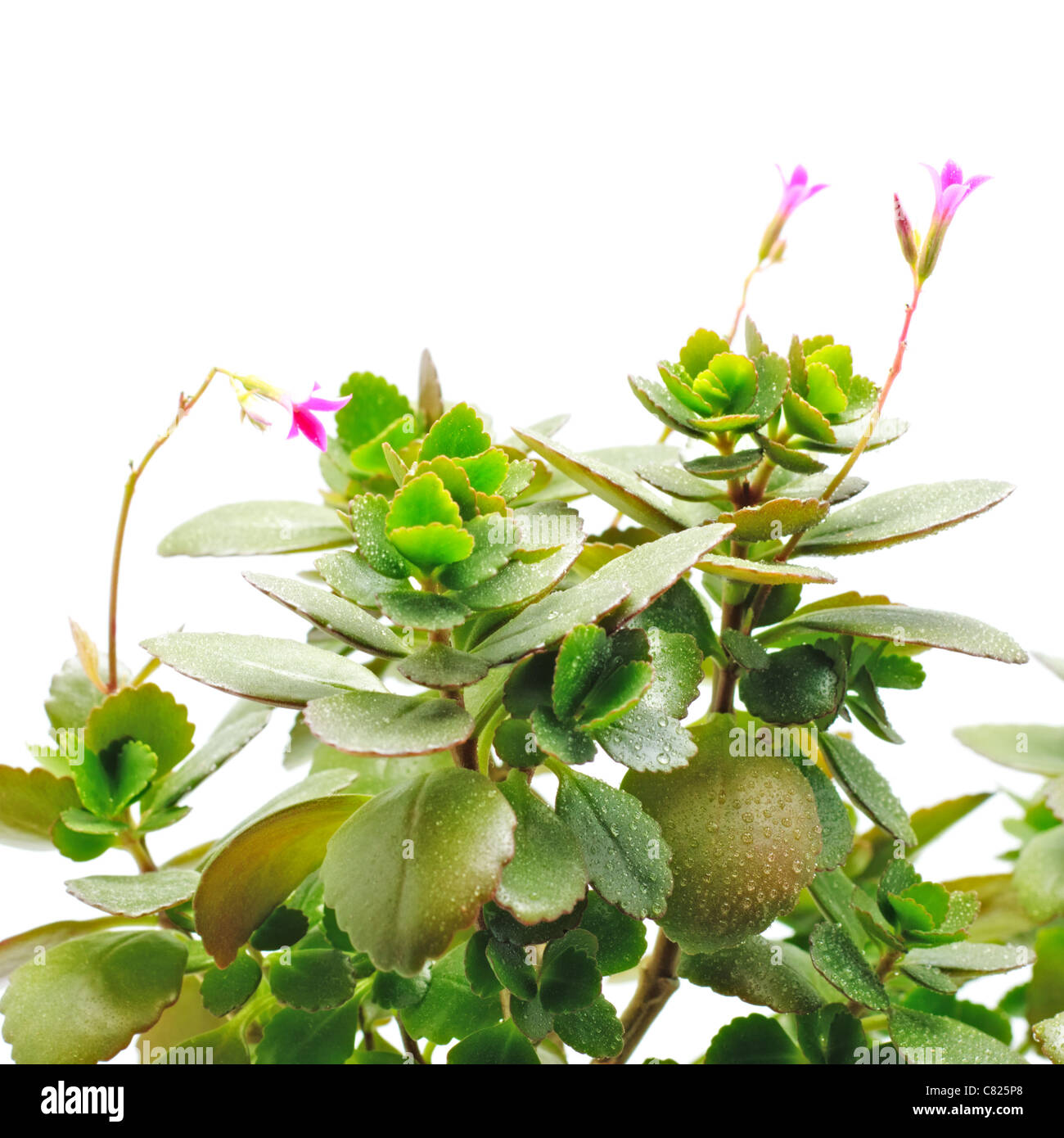 Plant design leaves flowers hi-res stock photography and images - Alamy
