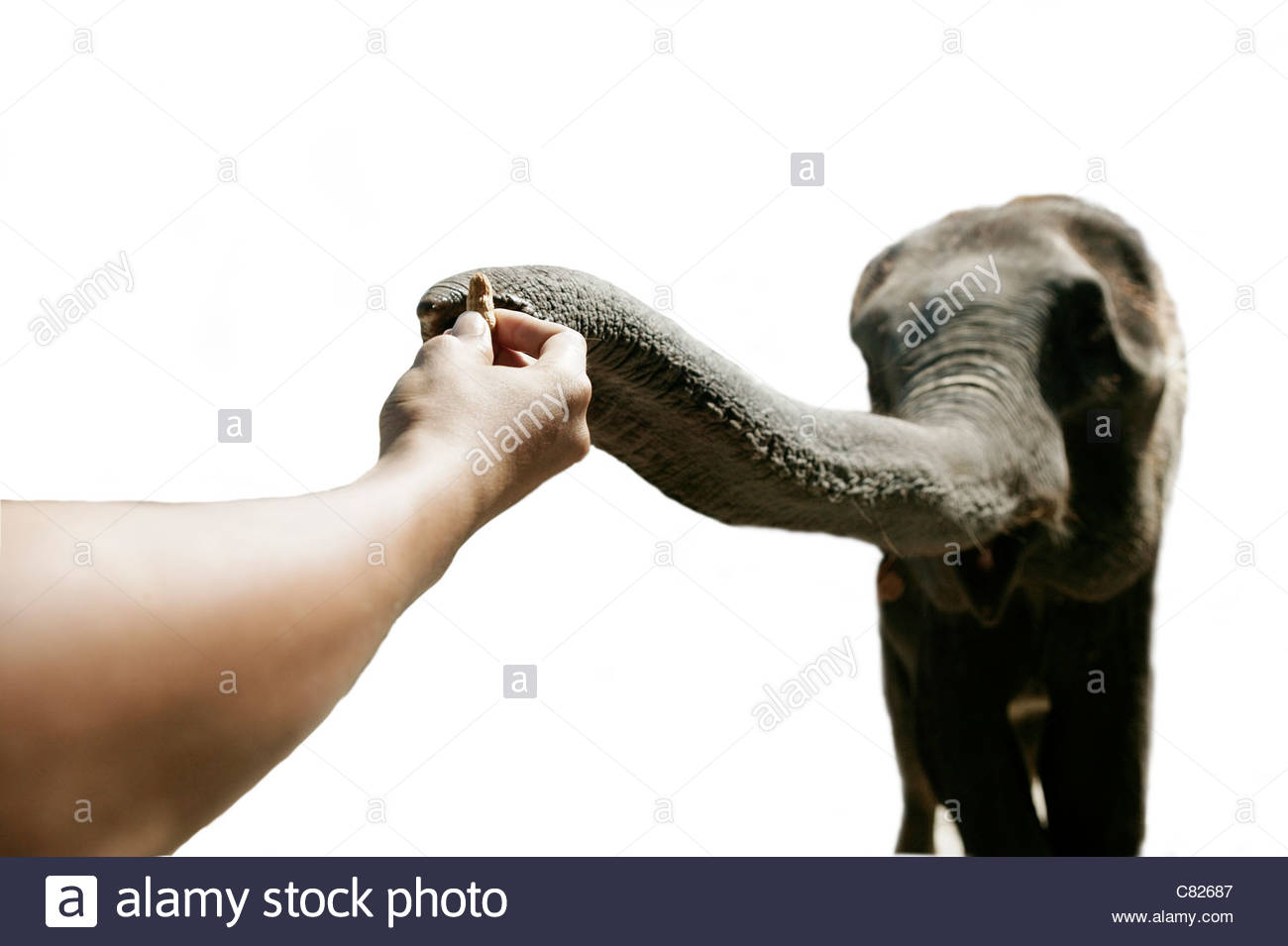 Elephant Eating Banana Stock Photos & Elephant Eating Banana Stock ...