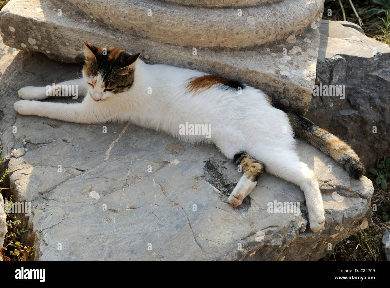 Cat, column capital, excavations, Ephesus, UNESCO World Heritage Site ...