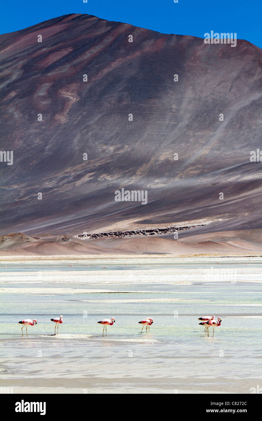 Atacama desert wildlife hi-res stock photography and images - Alamy