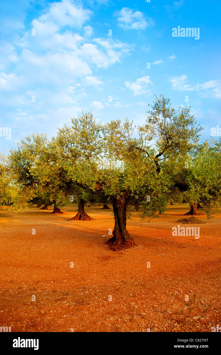 Olive Trees Spain High Resolution Stock Photography and Images - Alamy