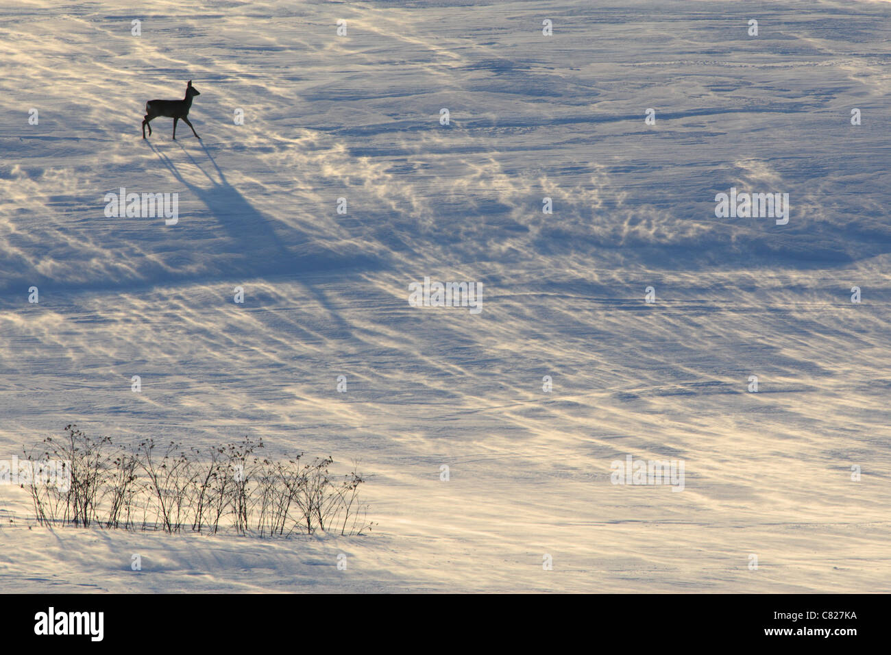 Uk roe deer windy hi-res stock photography and images - Alamy