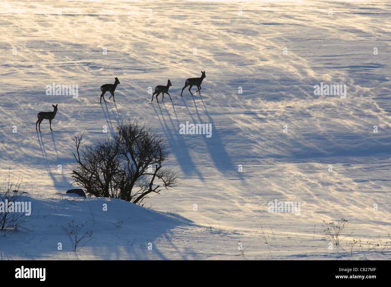 Roe deer uk herd hill hi-res stock photography and images - Alamy
