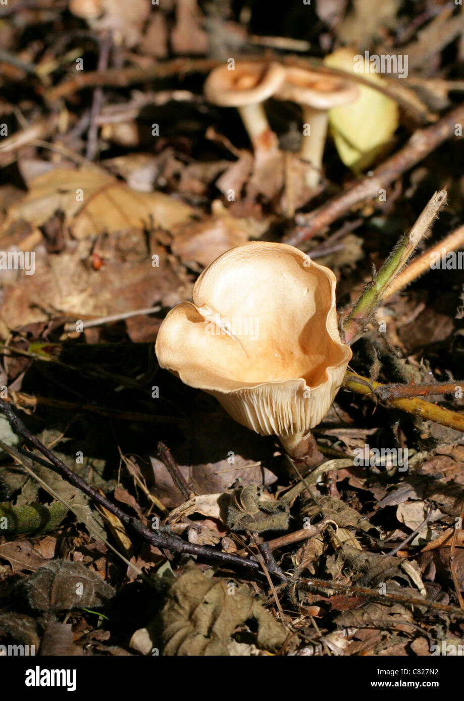 Common Funnel Fungus, Clitocybe gibba, Tricholomataceae Stock Photo - Alamy