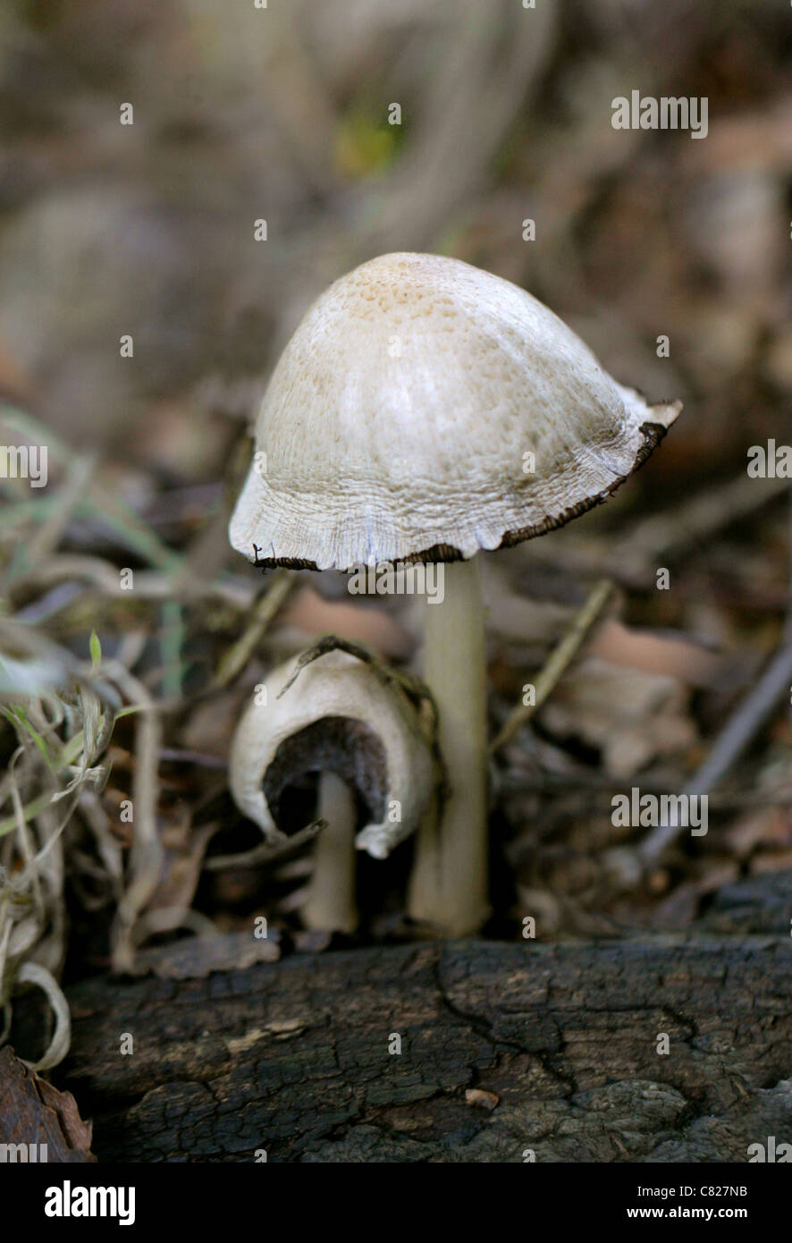 Common Inkcap Fungus, Coprinopsis atramentaria, Psathyrellaceae Stock ...