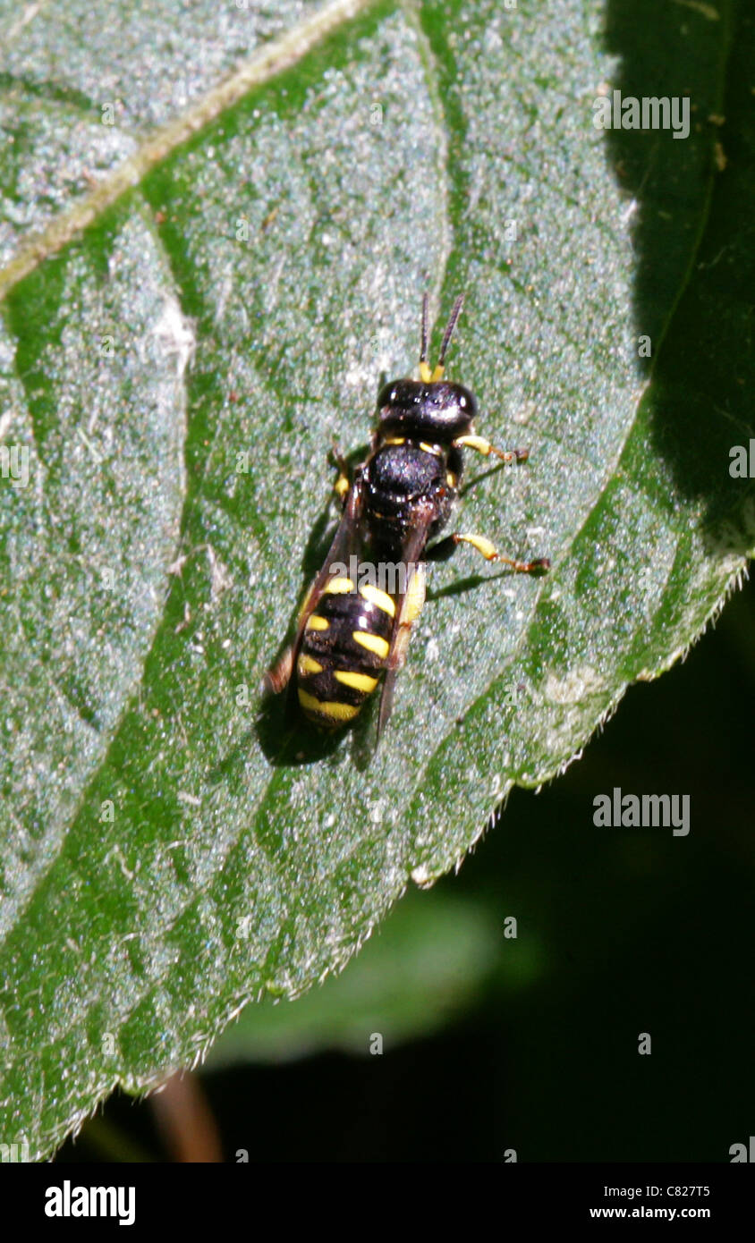 Digger Wasp, Ectemnius continuus, Sphecidae, Apoidea, Apocrita ...