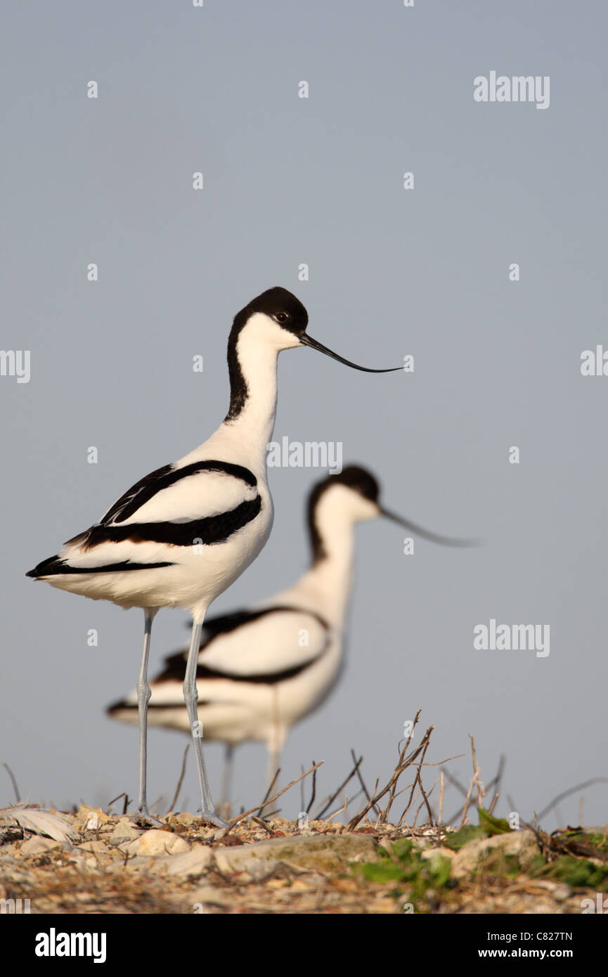 Two Avocet's (Recurvirostra avosetta), Europe Stock Photo - Alamy