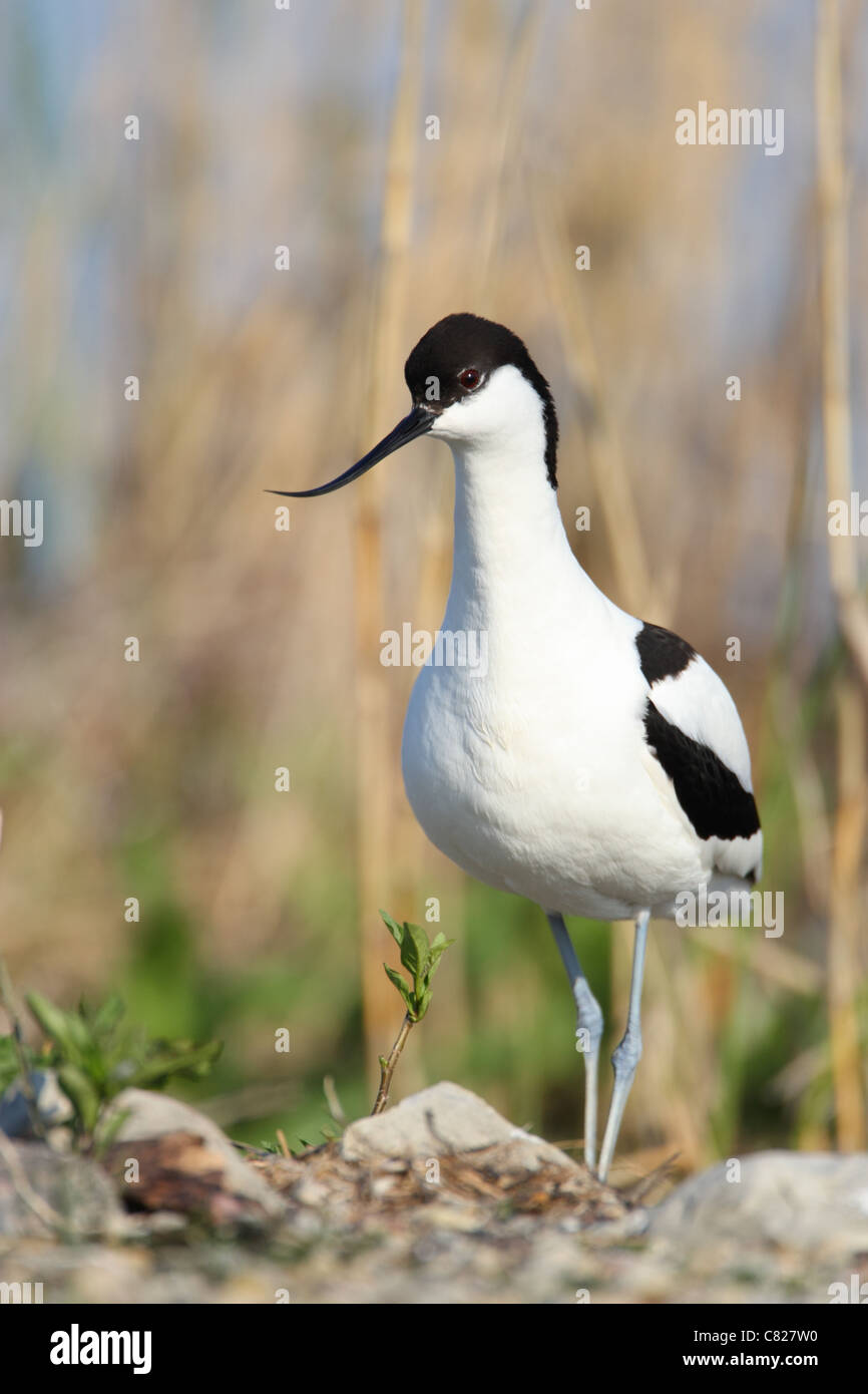 Avocet Uk High Resolution Stock Photography and Images - Alamy