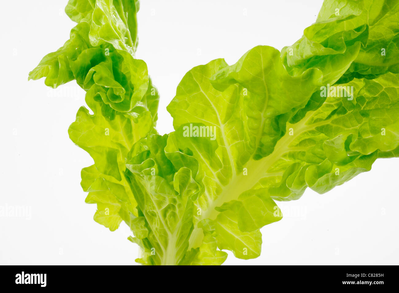 Green oak leaf lettuce hi-res stock photography and images - Alamy