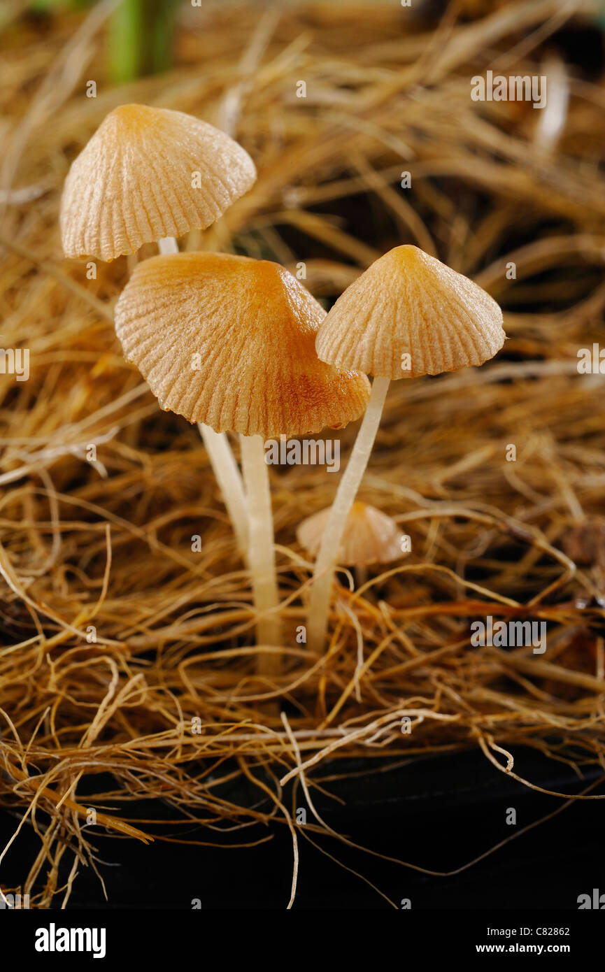 Fungal growth hi-res stock photography and images - Alamy