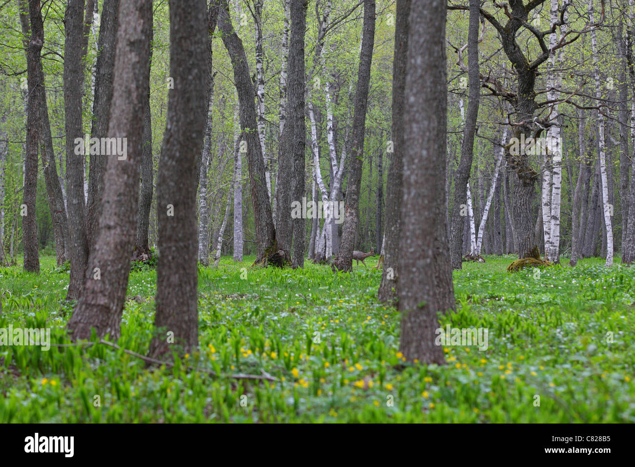 Deer habitat hi-res stock photography and images - Alamy