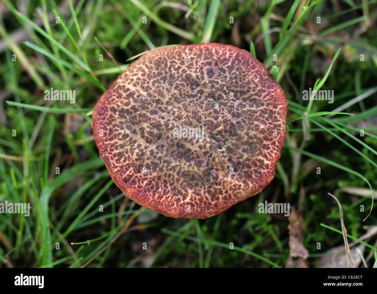 Red-cracked Boletus, Boletus chrysenteron (Syn. Xerocomus chrysenteron ...