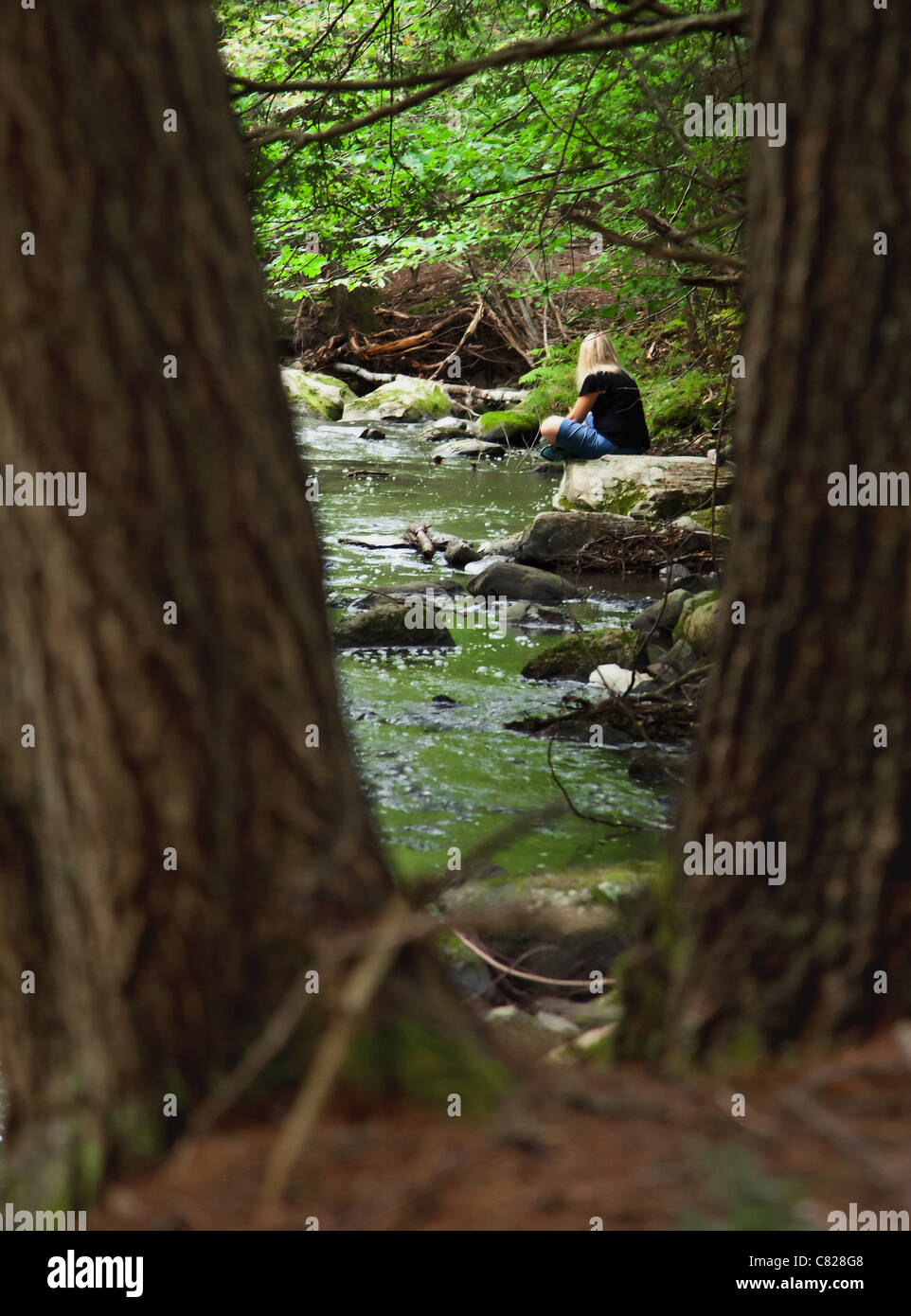 Brook and trees hi-res stock photography and images - Alamy