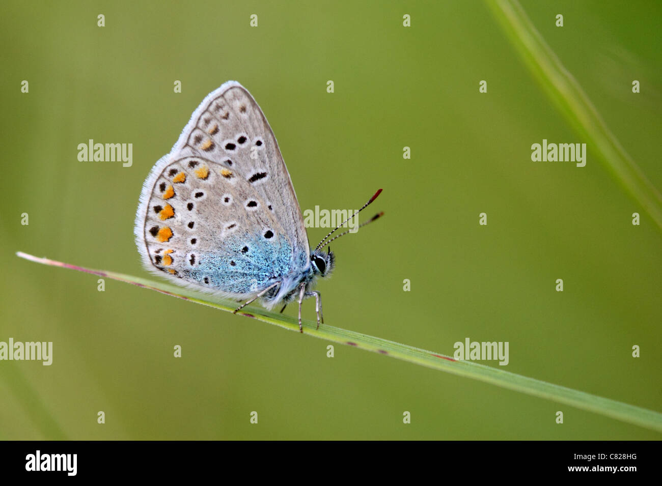 Common blue hi-res stock photography and images - Alamy