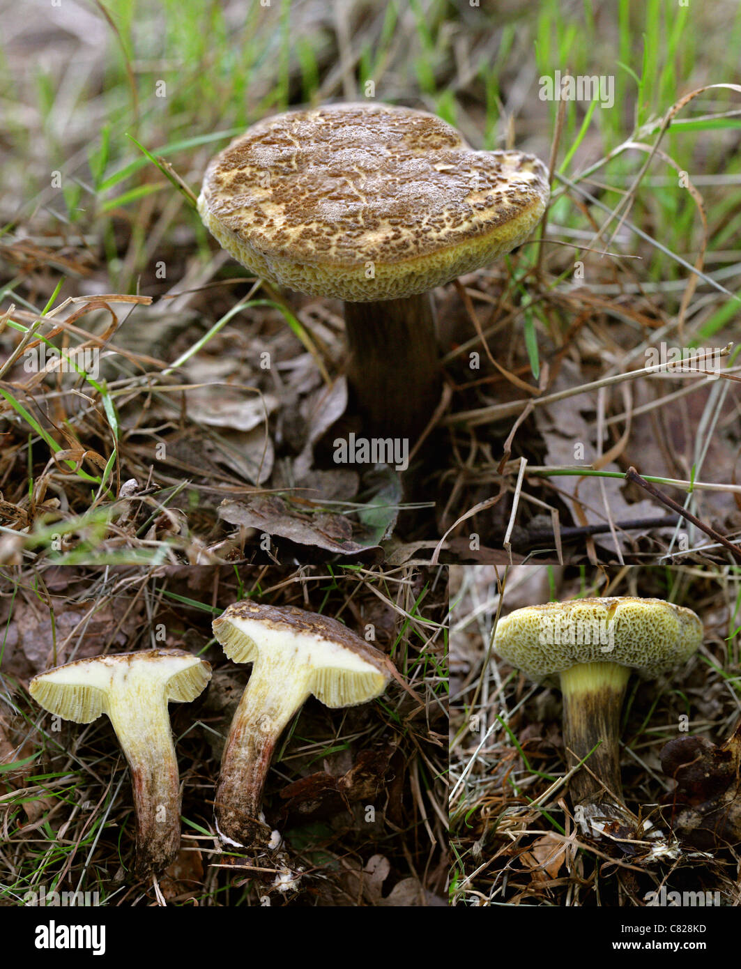 Porosporus hi-res stock photography and images - Alamy
