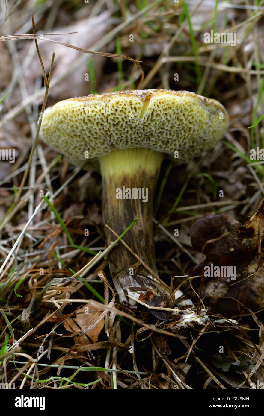 Porosporus hi-res stock photography and images - Alamy