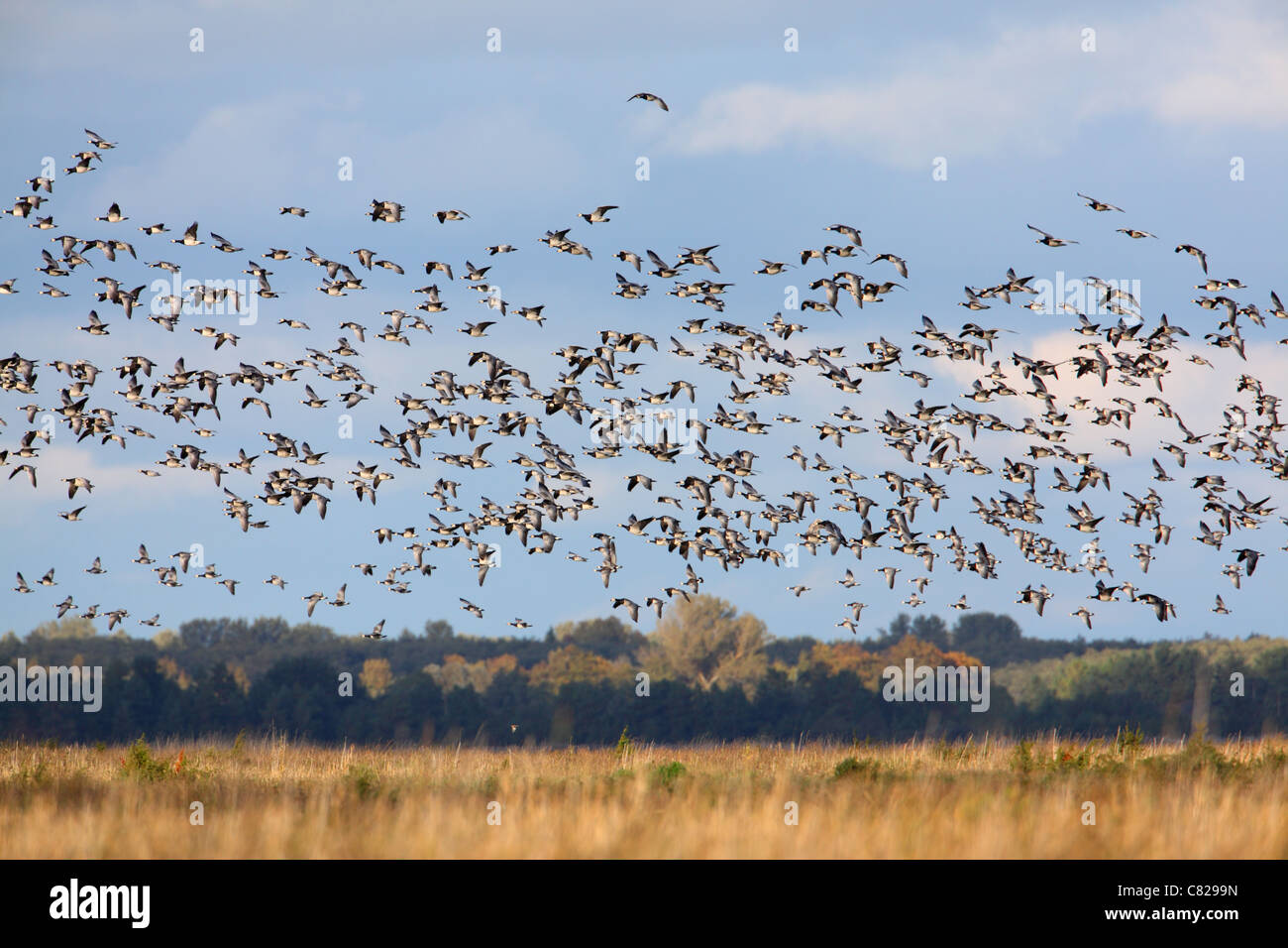 Barnacle goose migration hi-res stock photography and images - Alamy