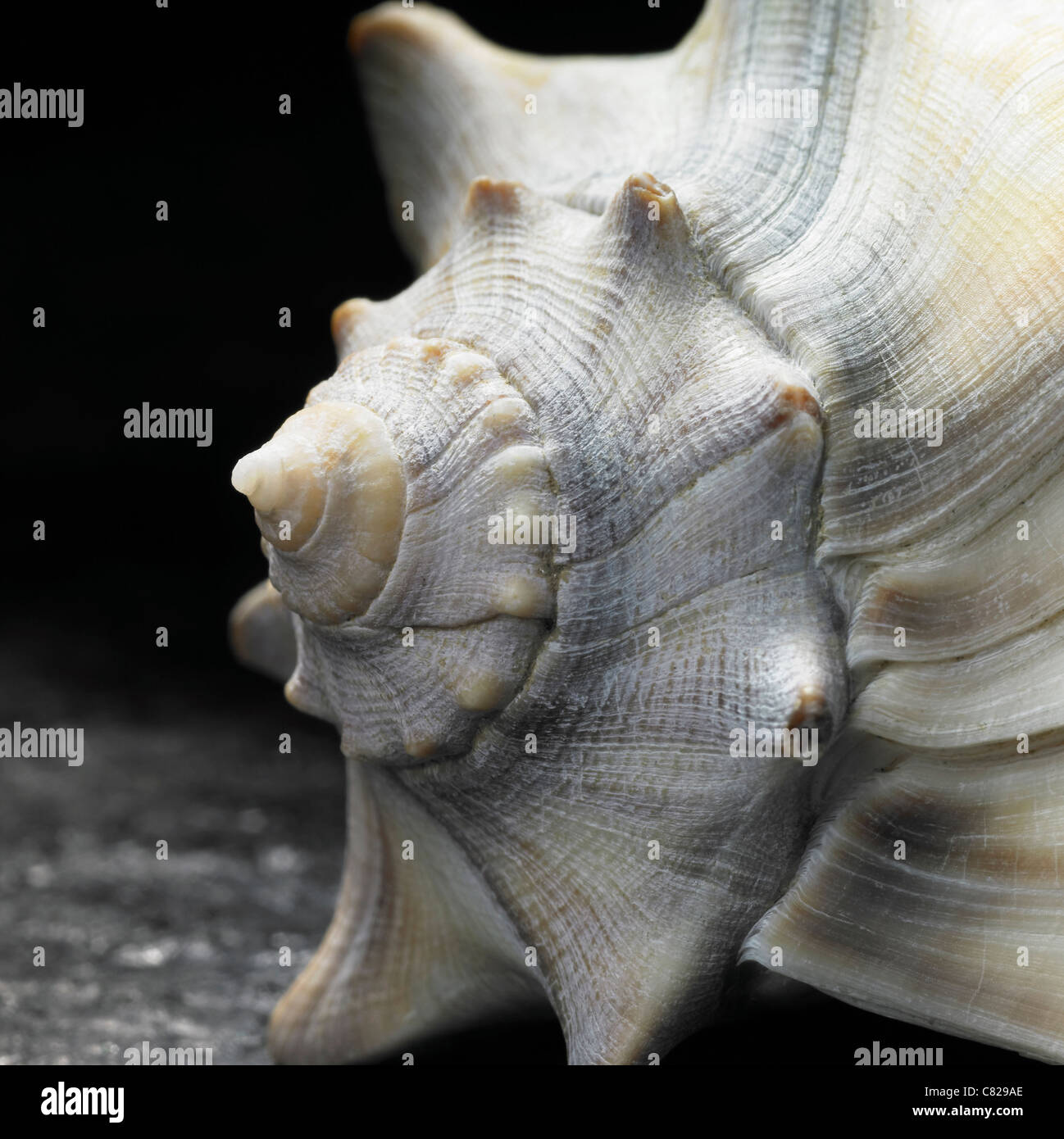 Snail shell effect hi-res stock photography and images - Alamy