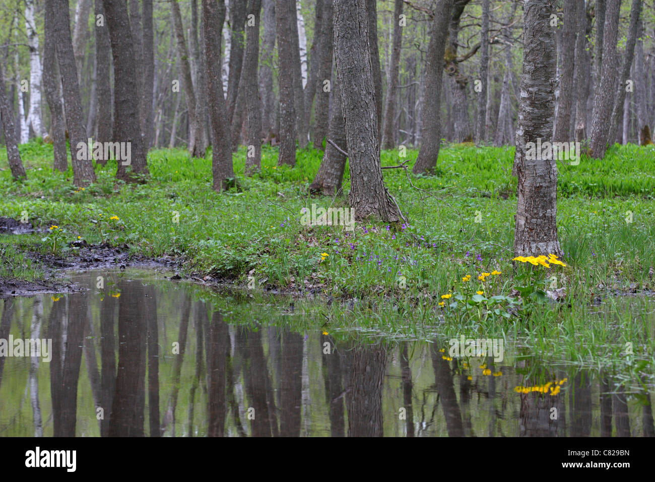 Puise forest in spring with blooming Yellow Marsh Marigold (Caltha ...