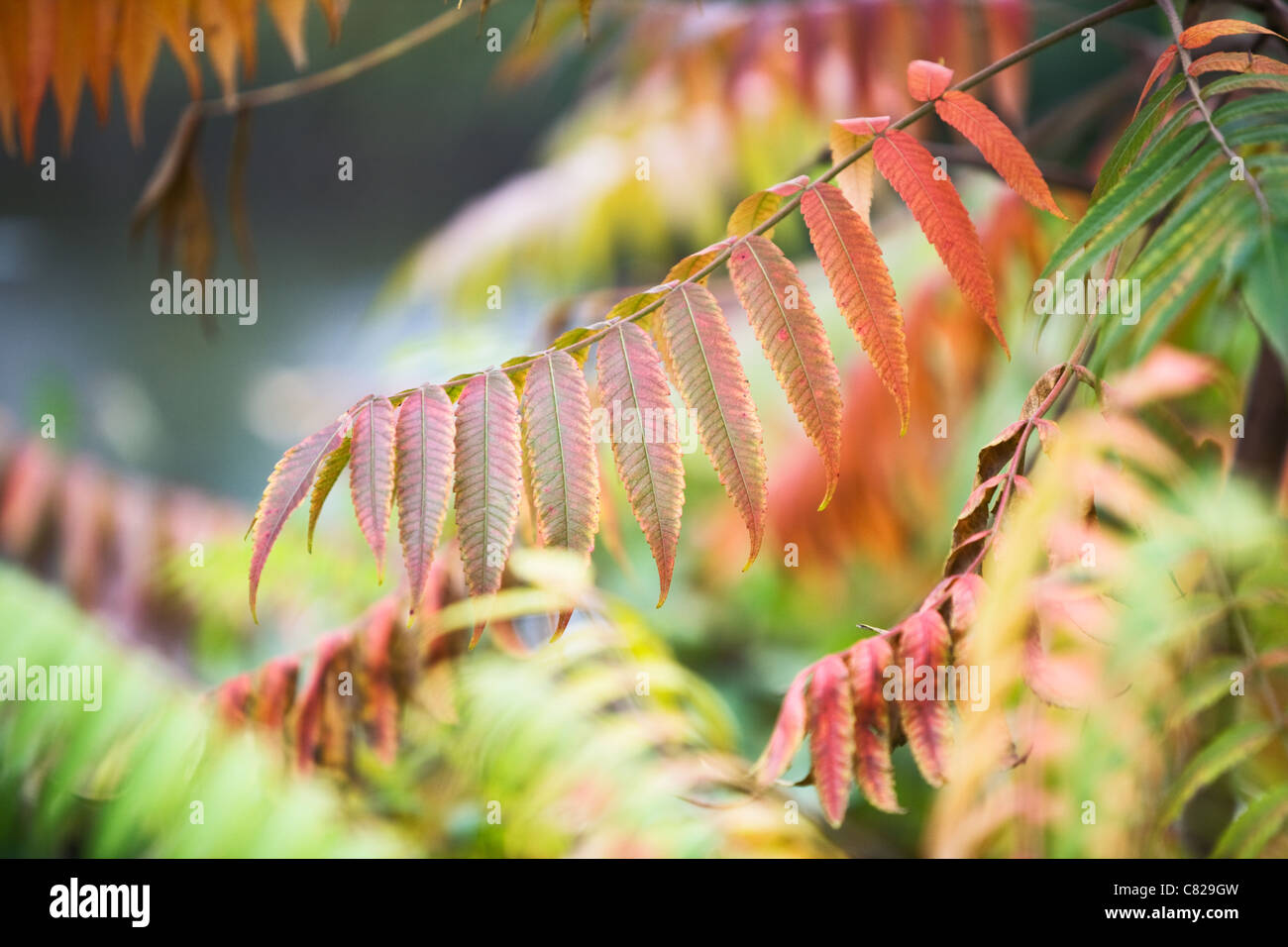 Autumnal Foliage of staghorn sumac, rhus tuphina Stock Photo - Alamy