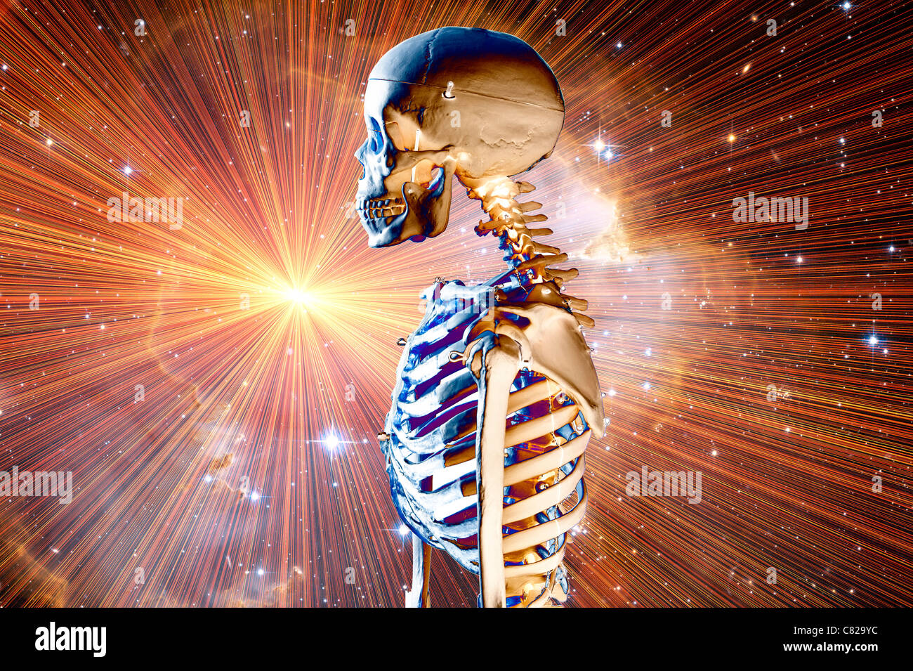 Human skeleton hi-res stock photography and images - Alamy