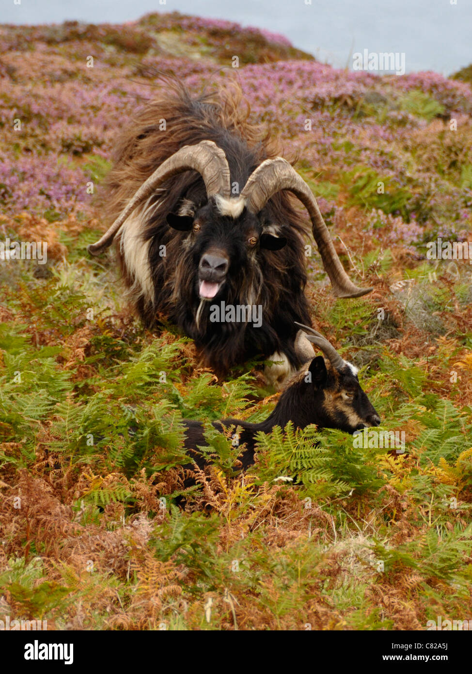 A male feral goat ( Capra aegagrus hircus ) makes his feelings known to ...