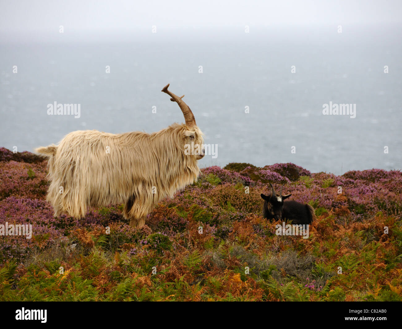 Mating Goats High Resolution Stock Photography and Images - Alamy