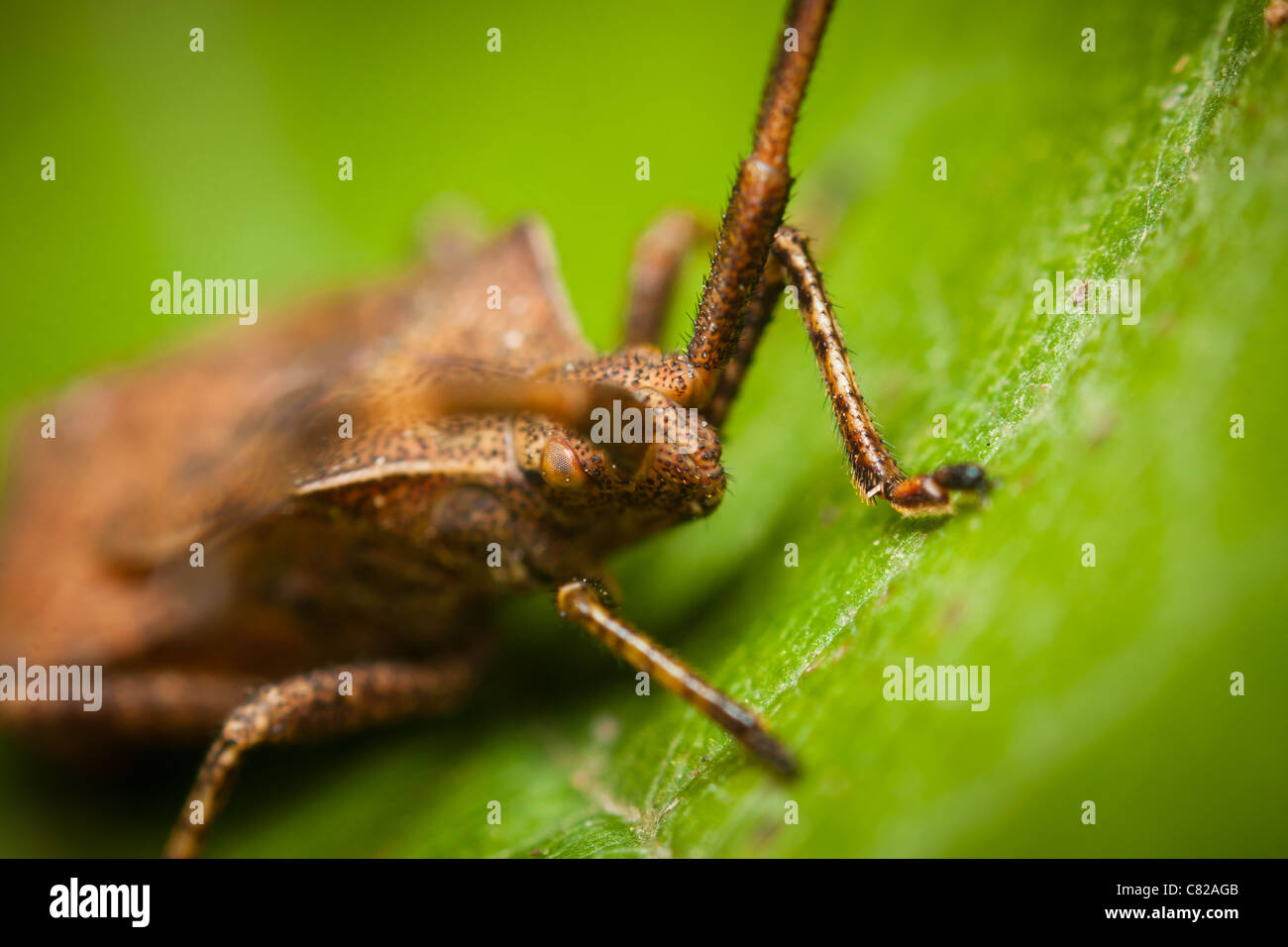 Leaf footed bug hi-res stock photography and images - Alamy