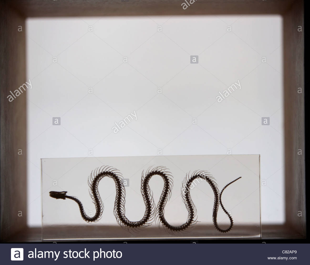 Snake X Ray Stock Photos & Snake X Ray Stock Images - Alamy